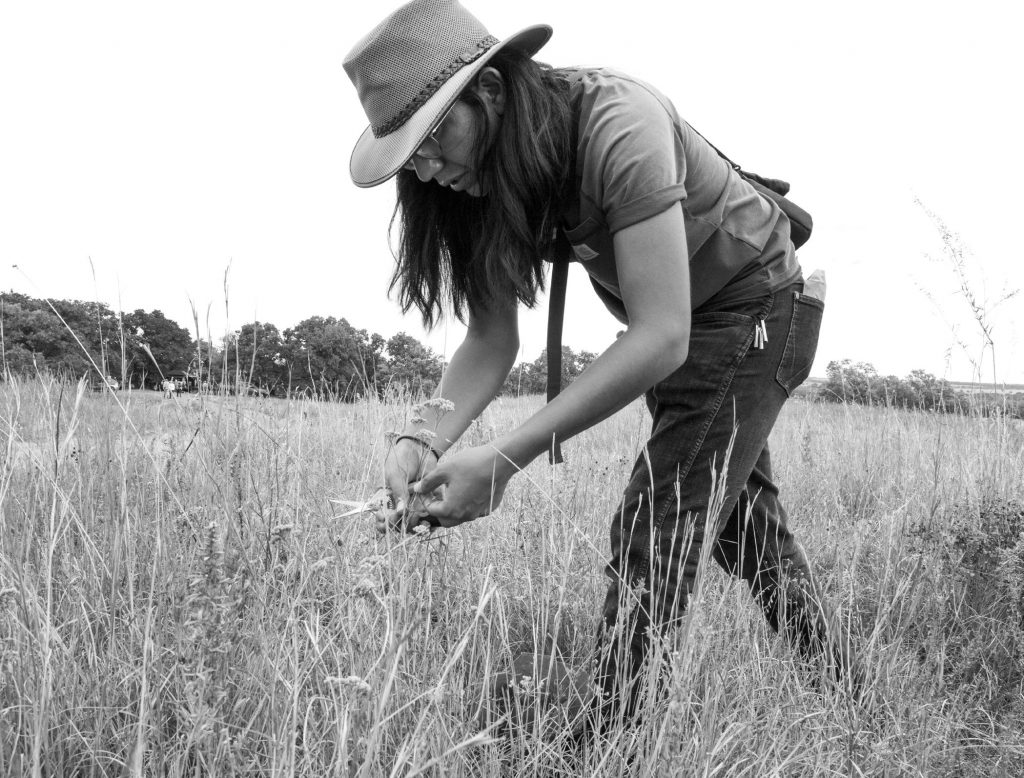 Native Seed Bank encourages amateur wildflower seed collection ...