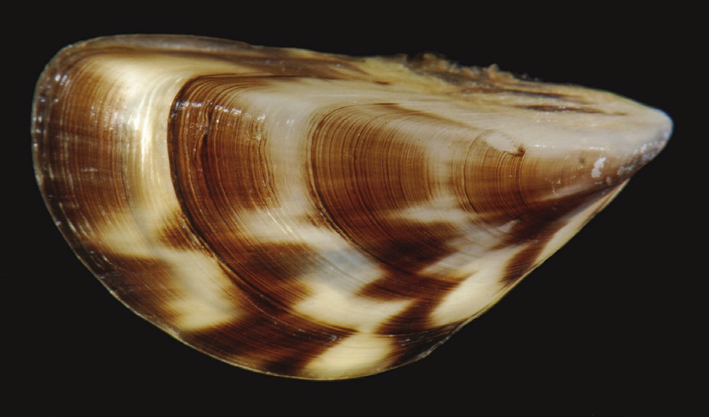 Invasive zebra mussels detected in Fort Supply Lake - Okmulgee Times